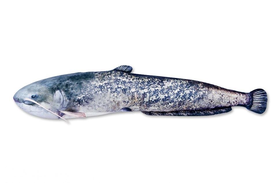 Polštář plyšová ryba Sumec - Rybářské potřeby Bzenec